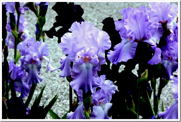 Thoughtfully Blended Hearts: The Tennessee State Flower…Iris